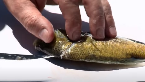 Best Fillet Knife for Panfish in 2024